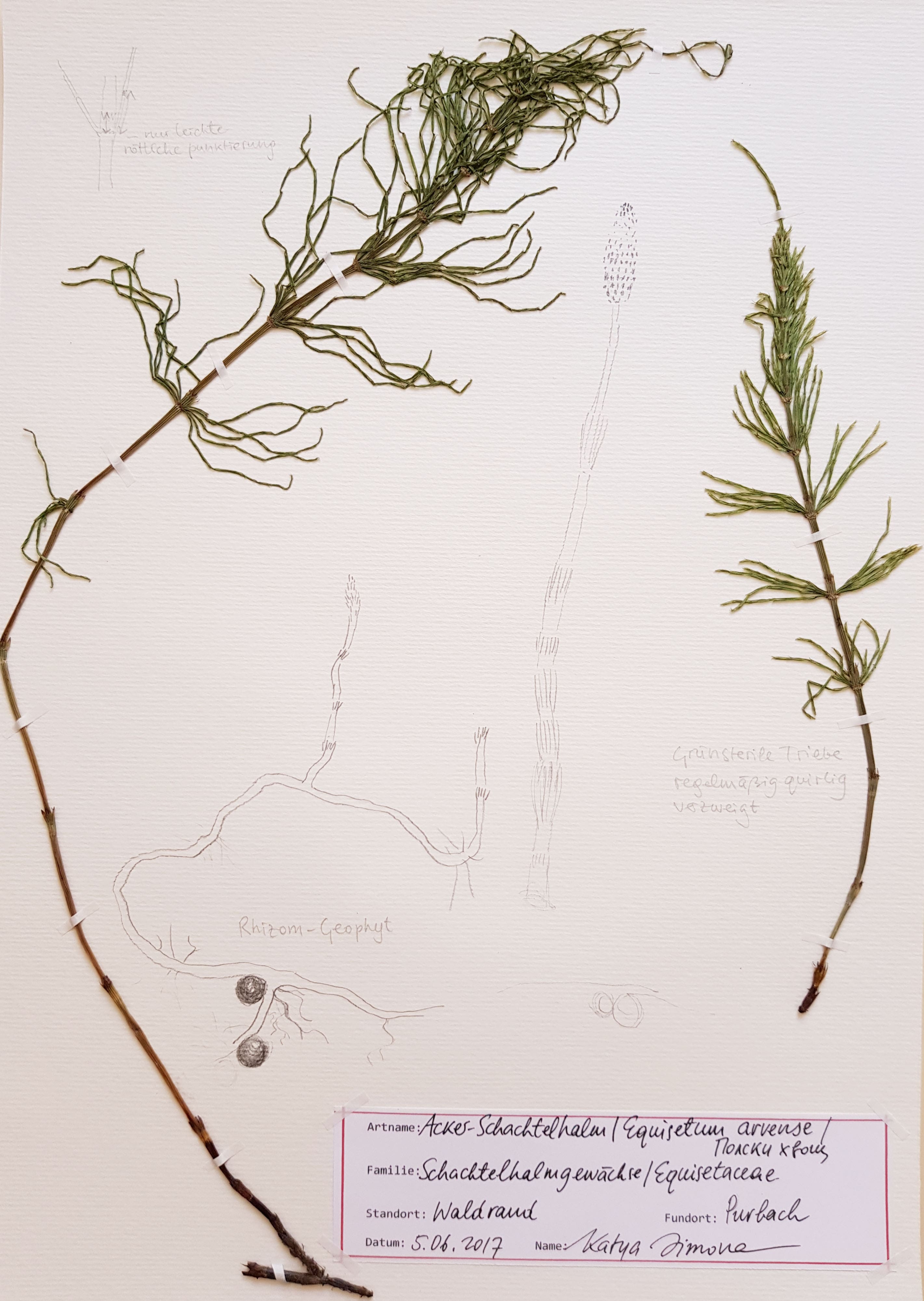 Herbarium – katya Dimova